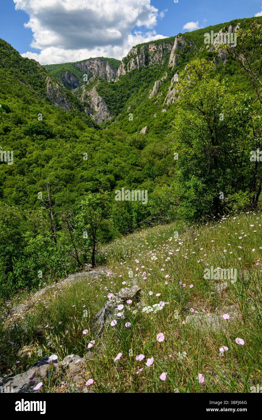 Scenic landscape of of Lazar Canyon (Lazarev kanjon), the deepest and ...