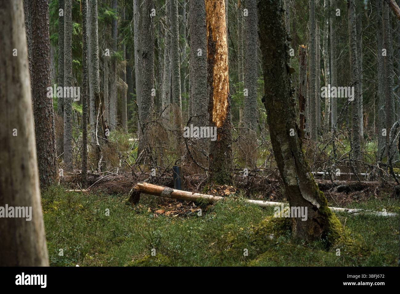 Ancient forest showing a tree with stripped bark and fallen logs in ...