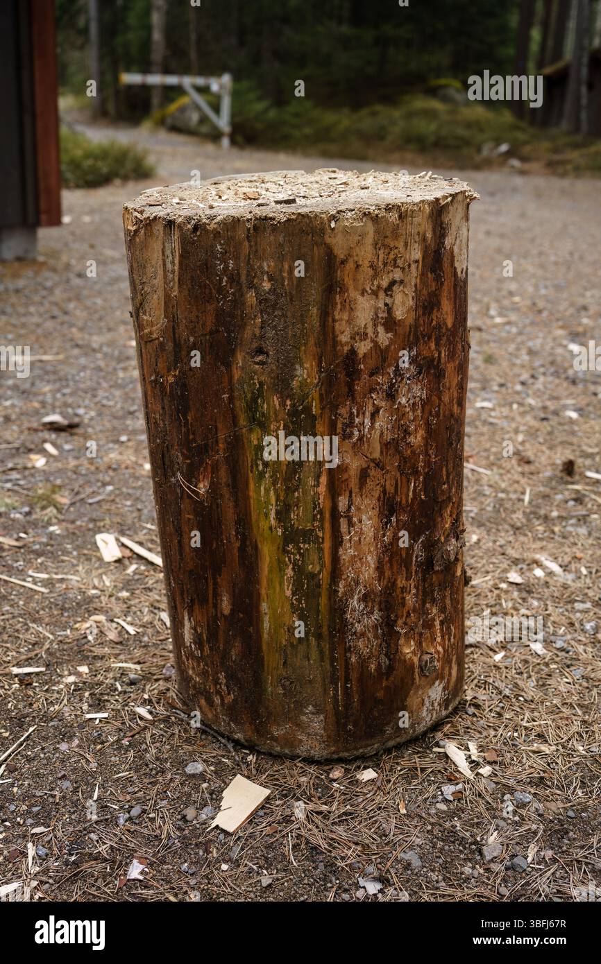 Wooden chopping block in nature , used as a platform for splitting ...