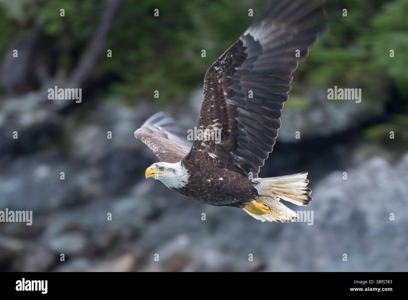 Alaska eagles ketchikan hi-res stock photography and images - Alamy