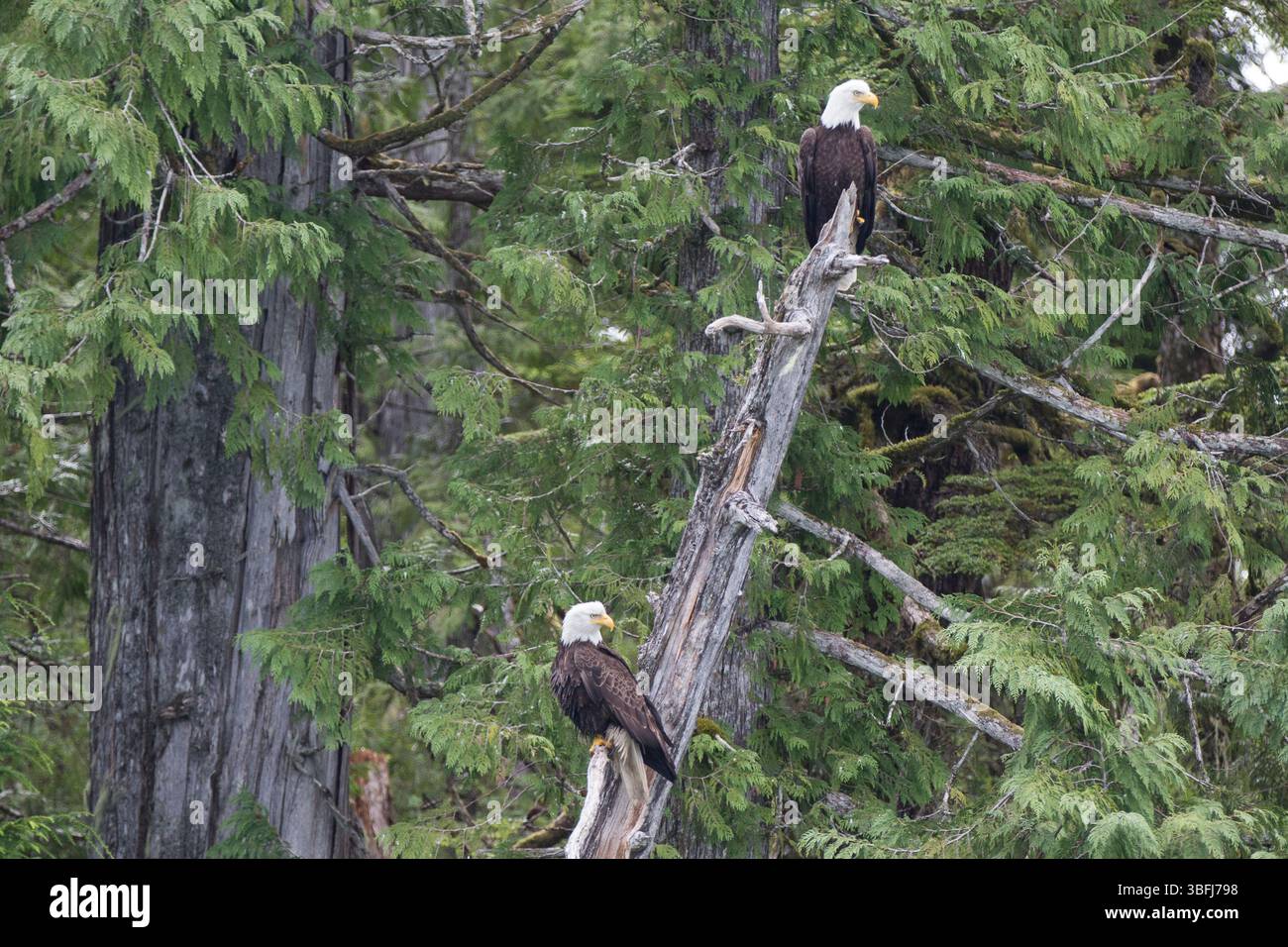 Bald Eagles outside of Ketchikan Alaska Stock Photo - Alamy