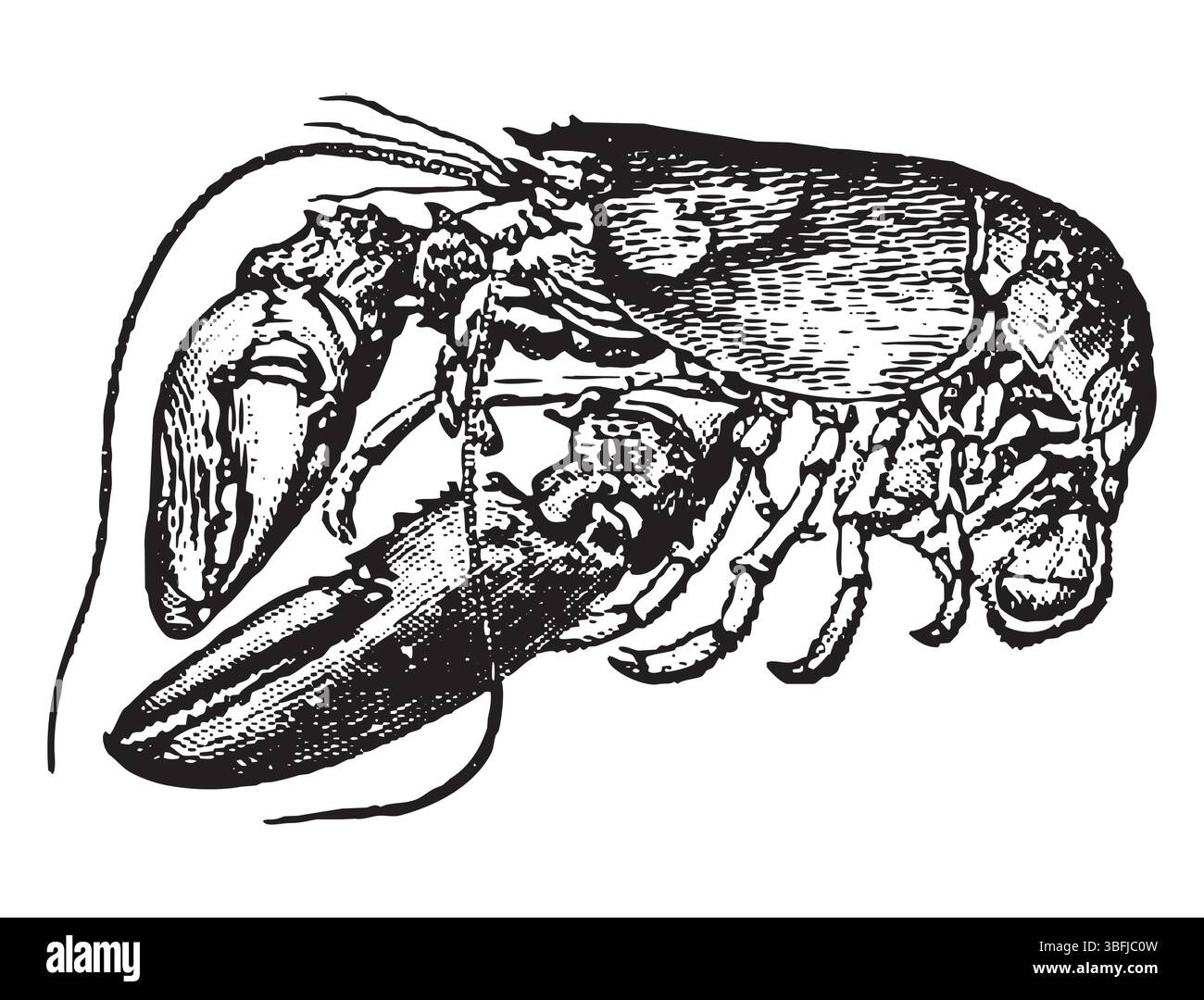 Vintage engraving style vector illustration of a lobster, homarus ...