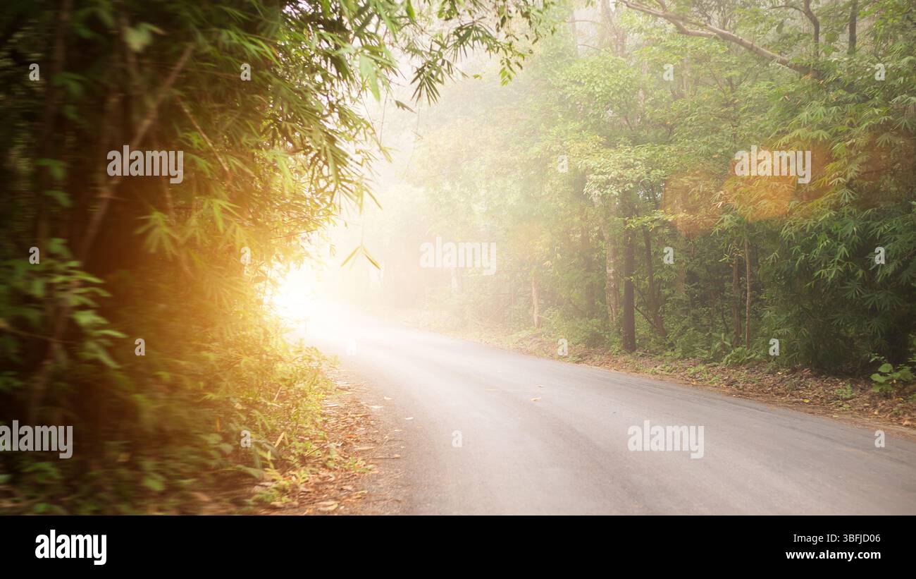 asphalt road through the green forest in a white fog. beautiful ...