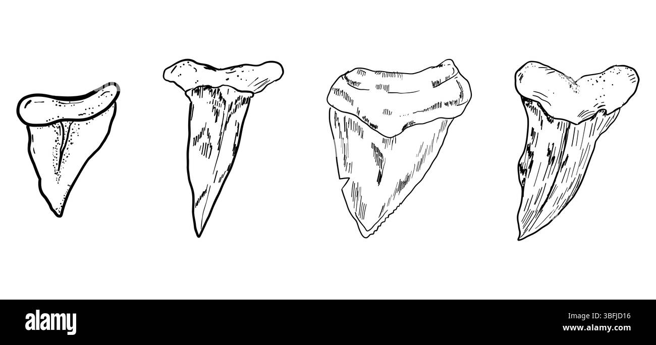 Shark tooth sketch tattoo, megalodon line doodle sharp silhouette. Jaw ...