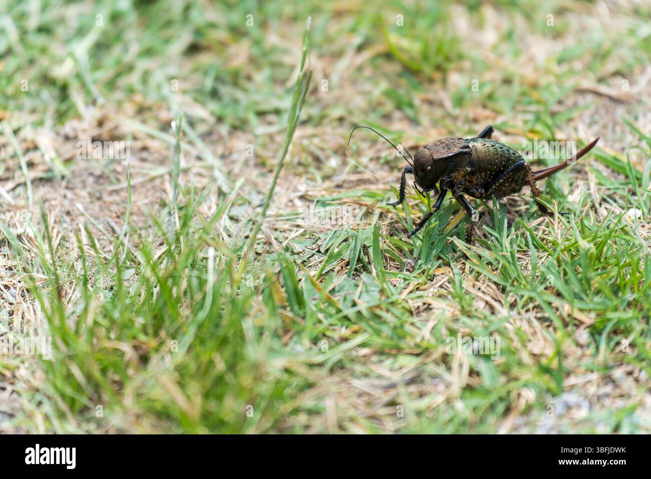 Ground Dweller: Mormon Cricket Stock Photo - Alamy