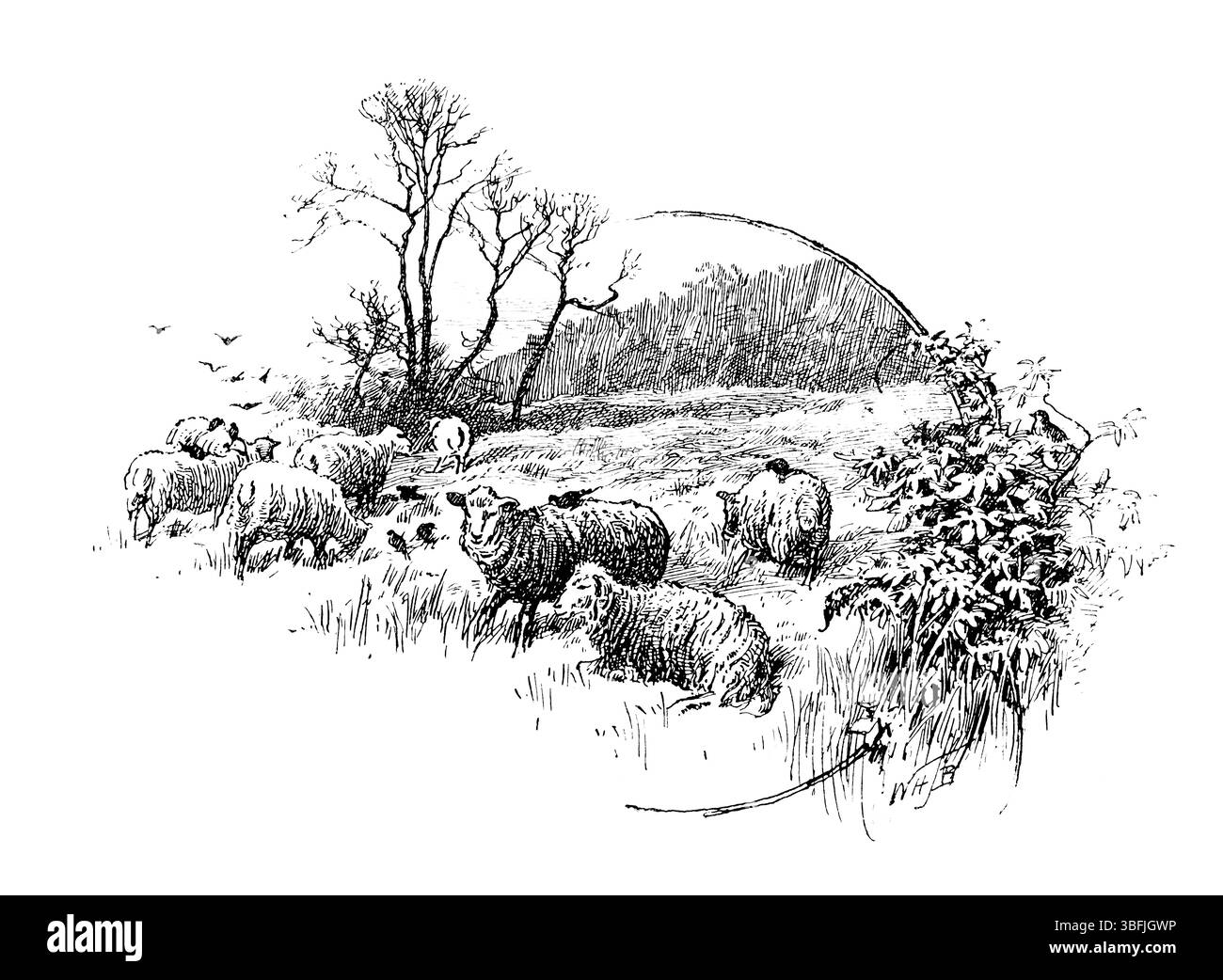 Starlings on sheep’s backs, engraved line illlustration of country ...