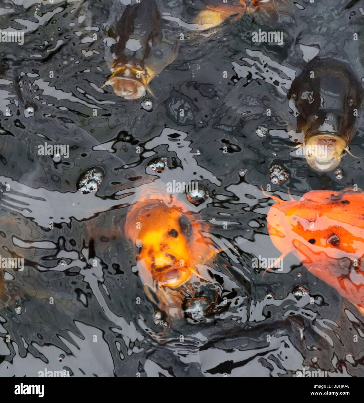 A photo shows Carp fishes in Nobeoka City, Miyazaki Prefecture on June ...