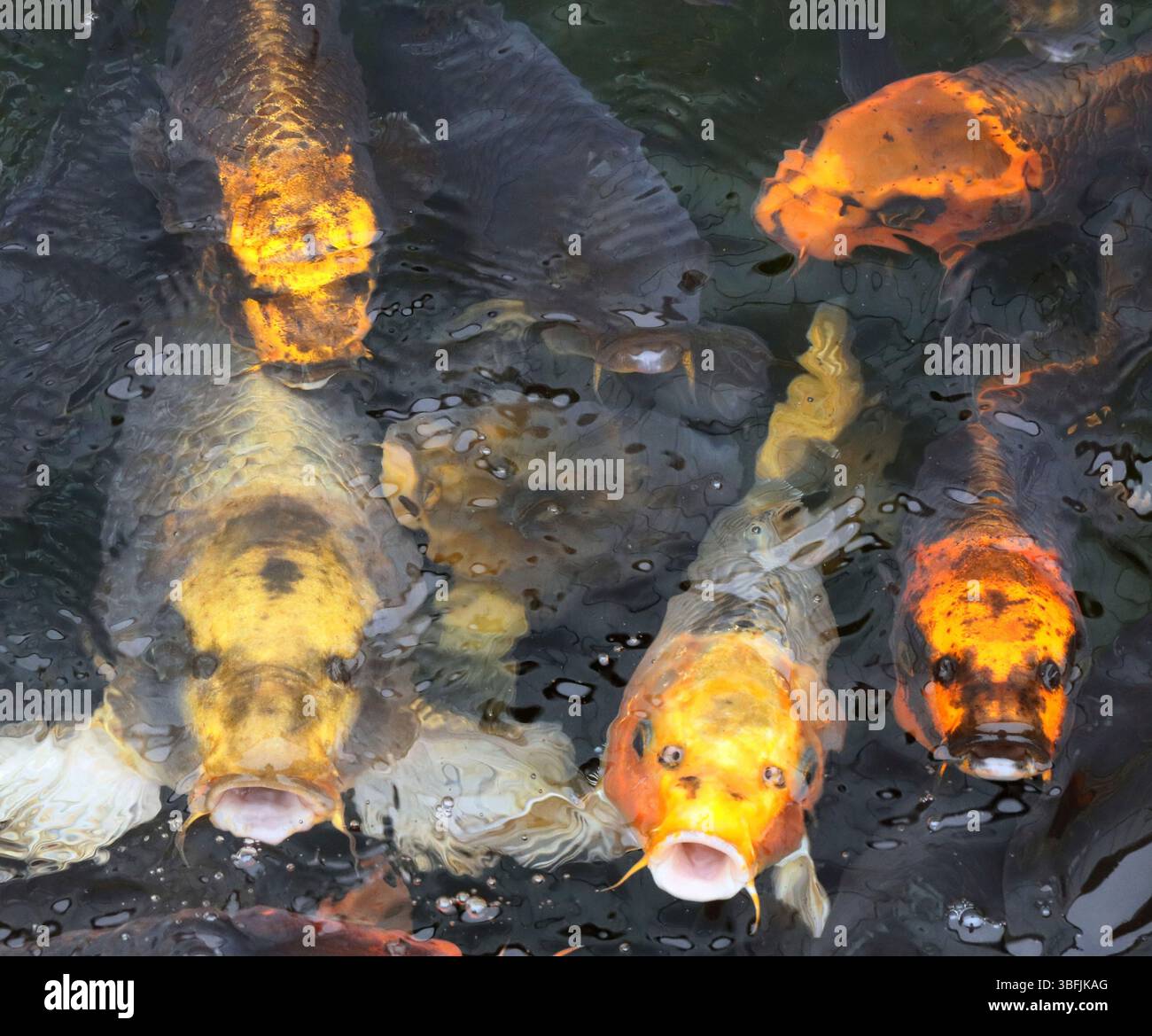 A photo shows Carp fishes in Nobeoka City, Miyazaki Prefecture on June ...