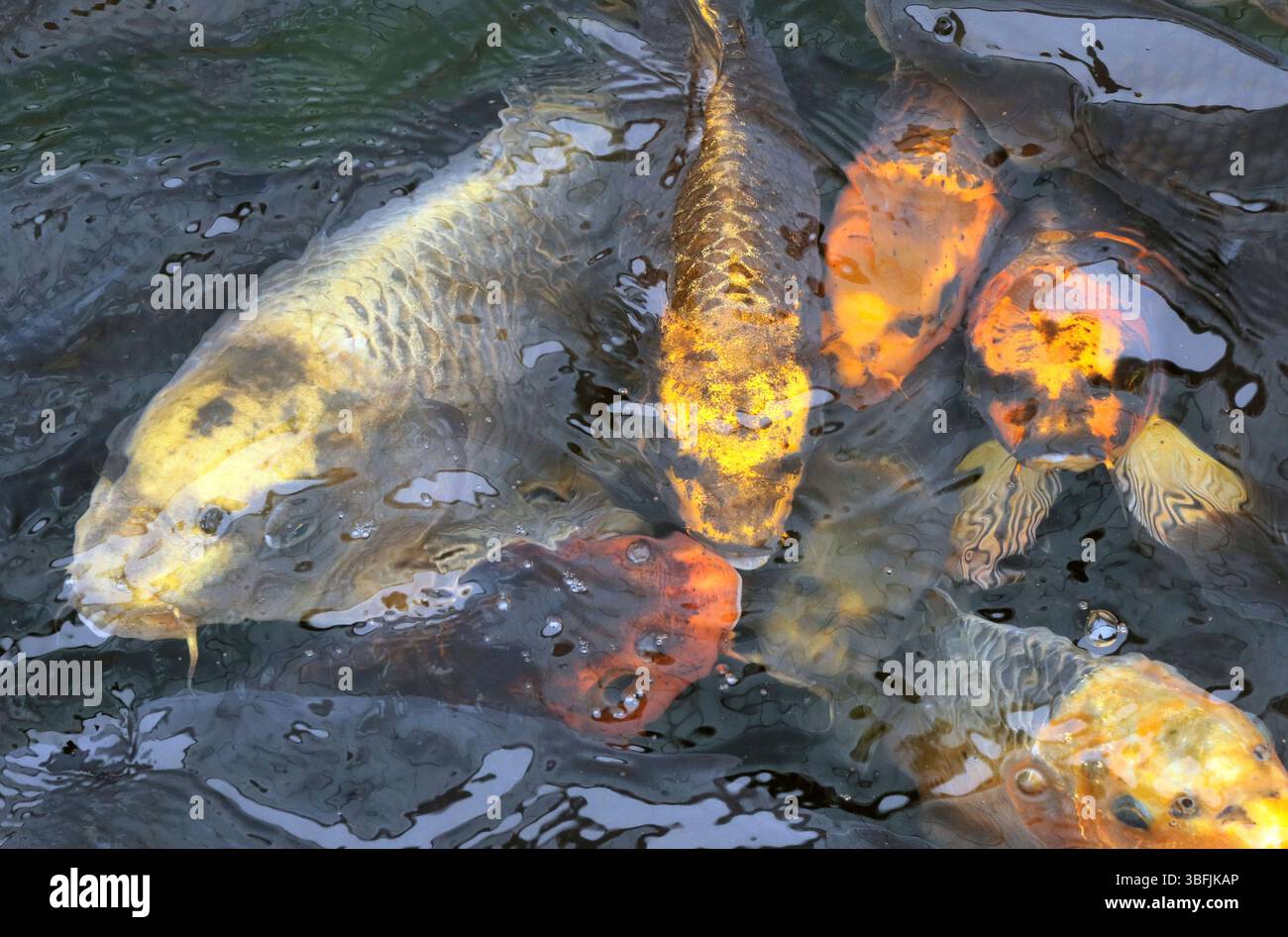 A photo shows Carp fishes in Nobeoka City, Miyazaki Prefecture on June ...
