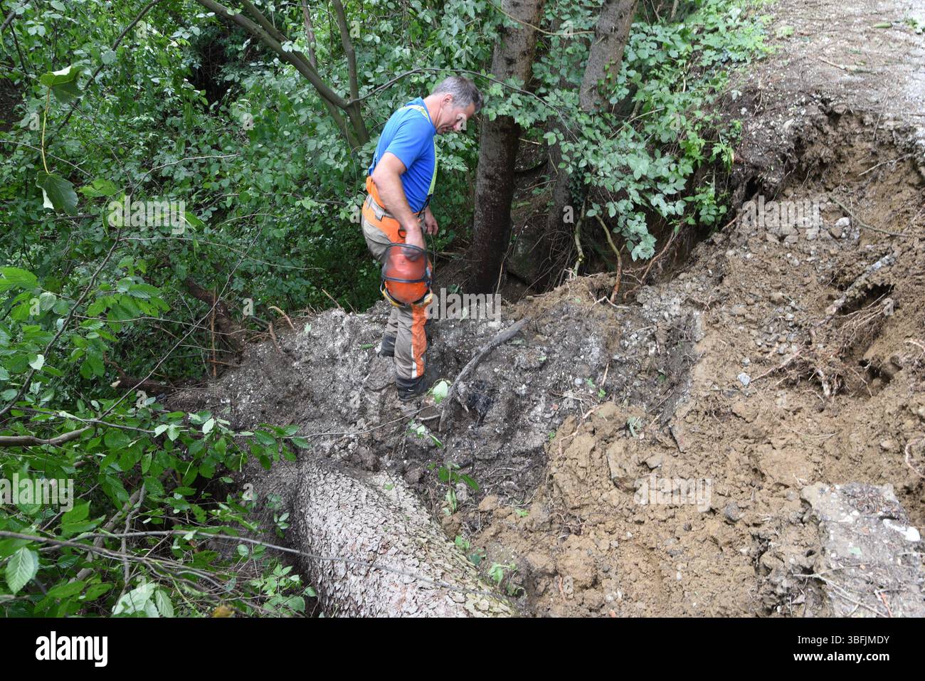 cleanup work after a storm, tree damage in the forest cleanup after ...