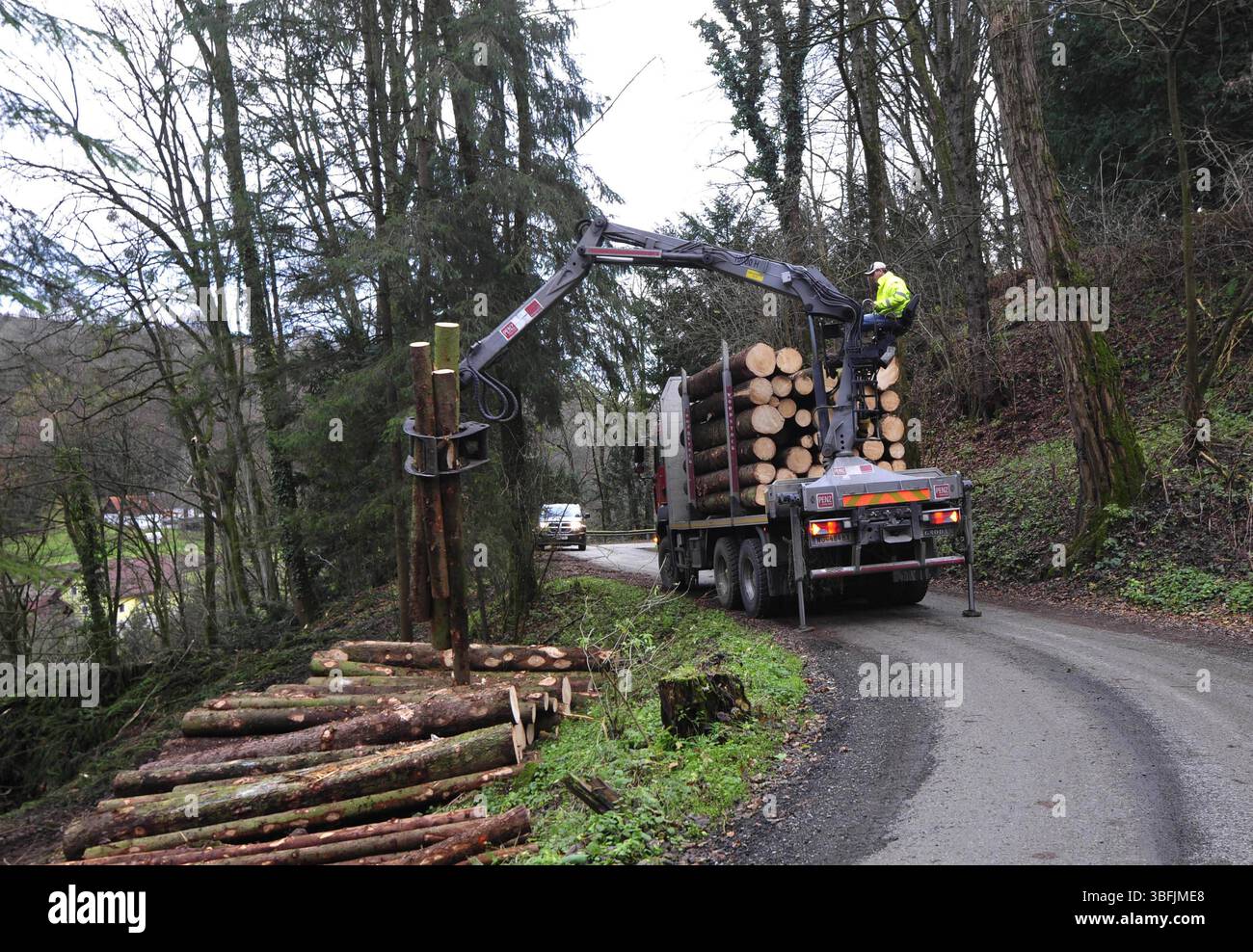 Transport of wood by truck. logistics in forestry and the forest ...