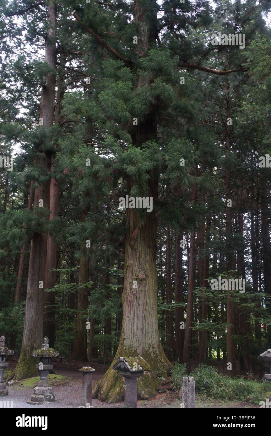 Ancient cedar tree hi-res stock photography and images - Alamy