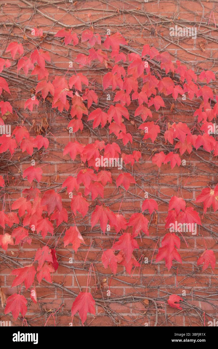Vibrant red ivy leaves climbing a brick wall in autumn fall Stock Photo ...
