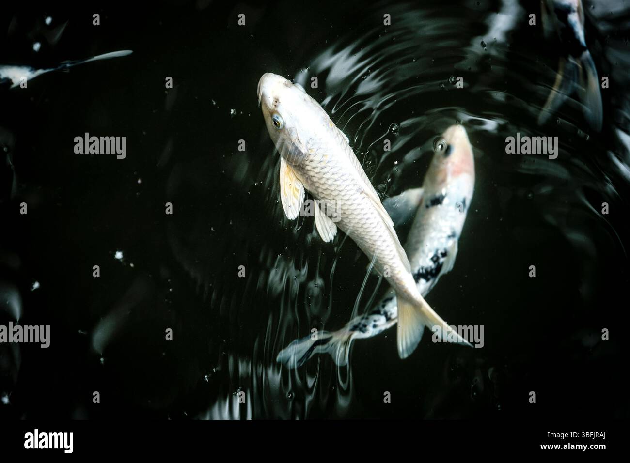 Serene koi fish pond hi-res stock photography and images - Alamy