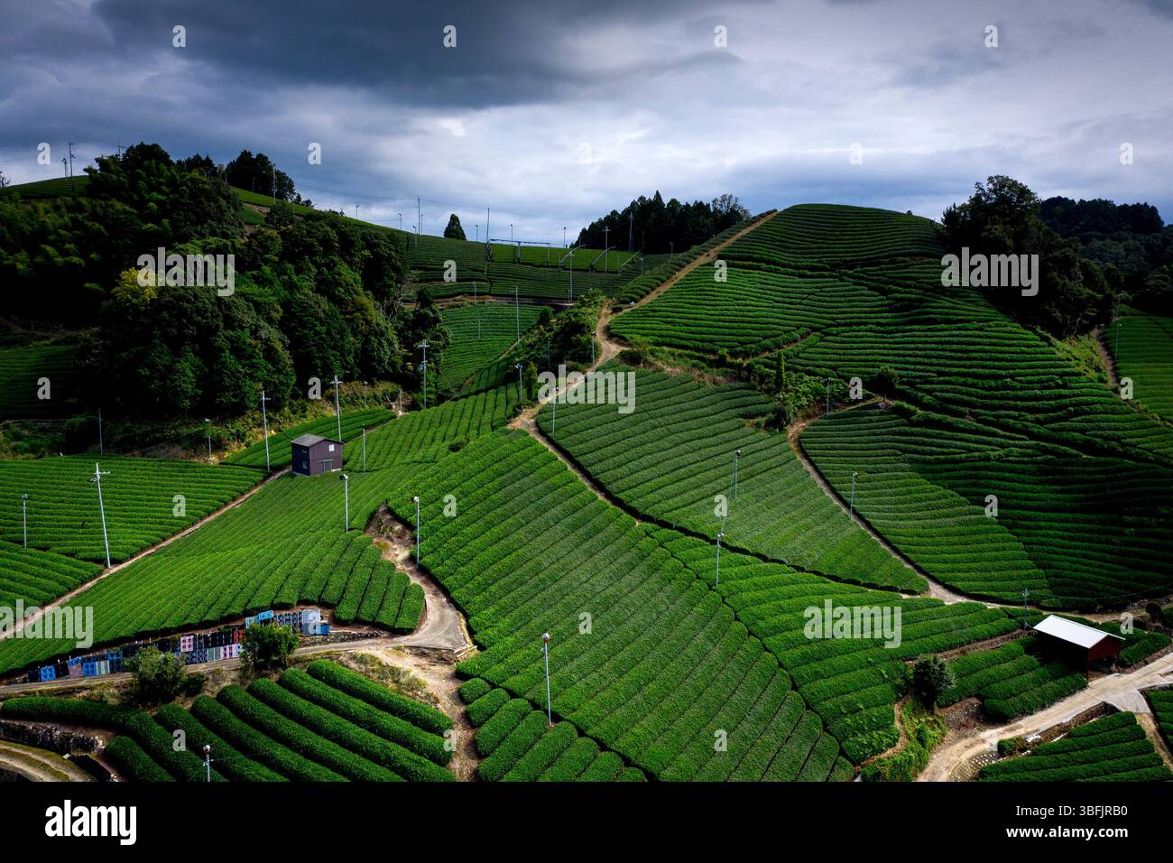 Aerial view of Uji green tea fields in Japan Stock Photo - Alamy