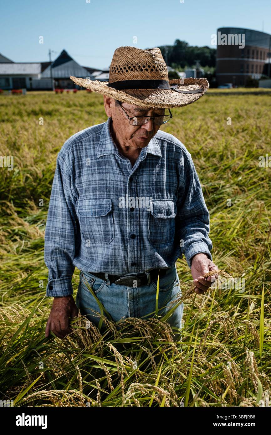 Japanese farmer examines Yamadanishiki sake rice growing in field Stock ...