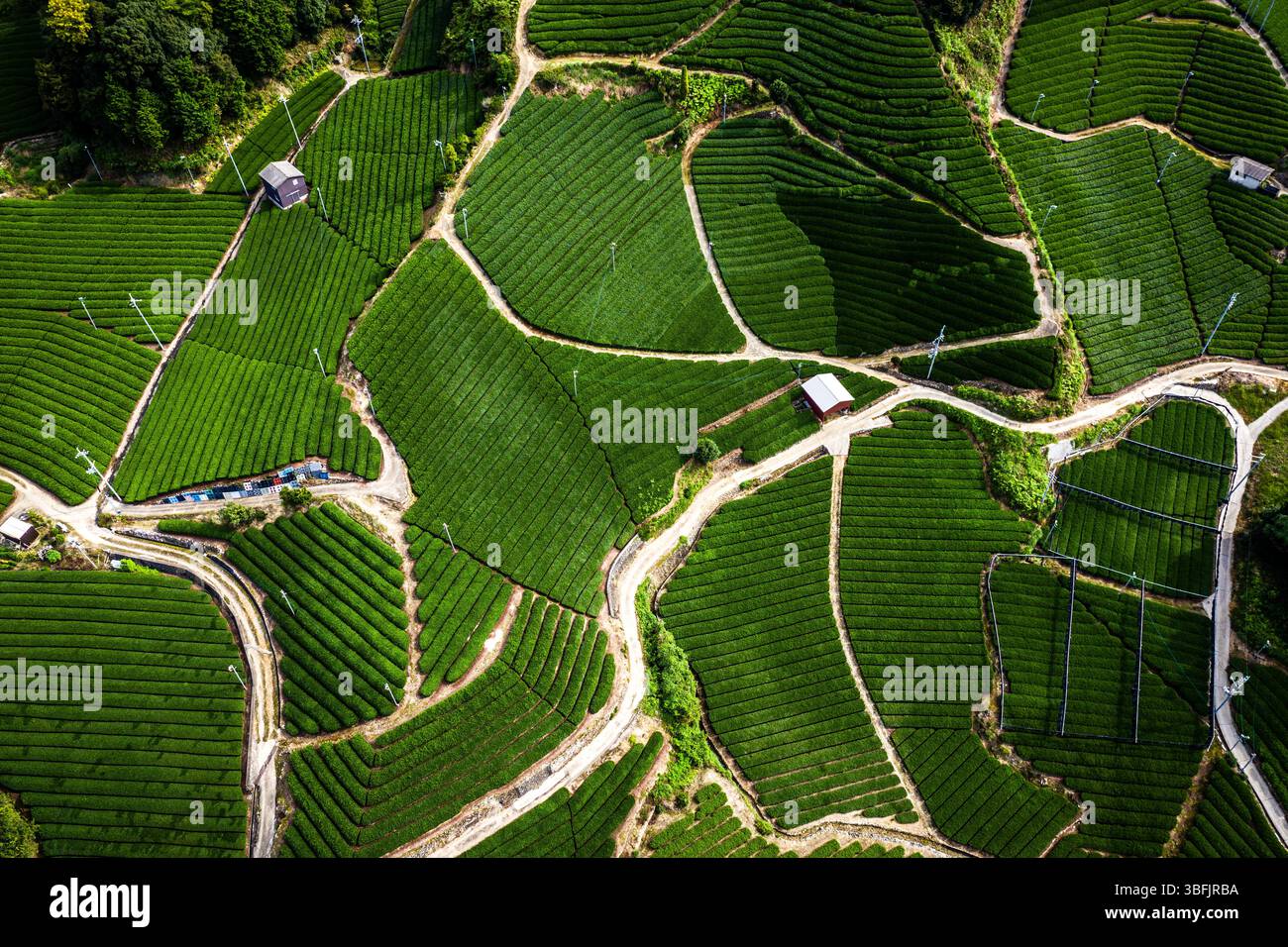 Aerial view of Uji green tea fields in Japan Stock Photo - Alamy
