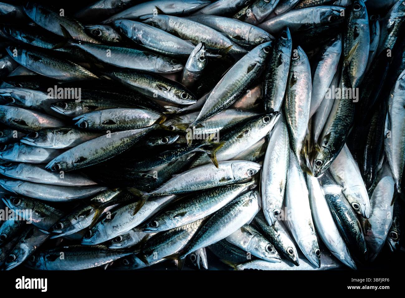 Saba mackerel at Japanese fish market Stock Photo - Alamy