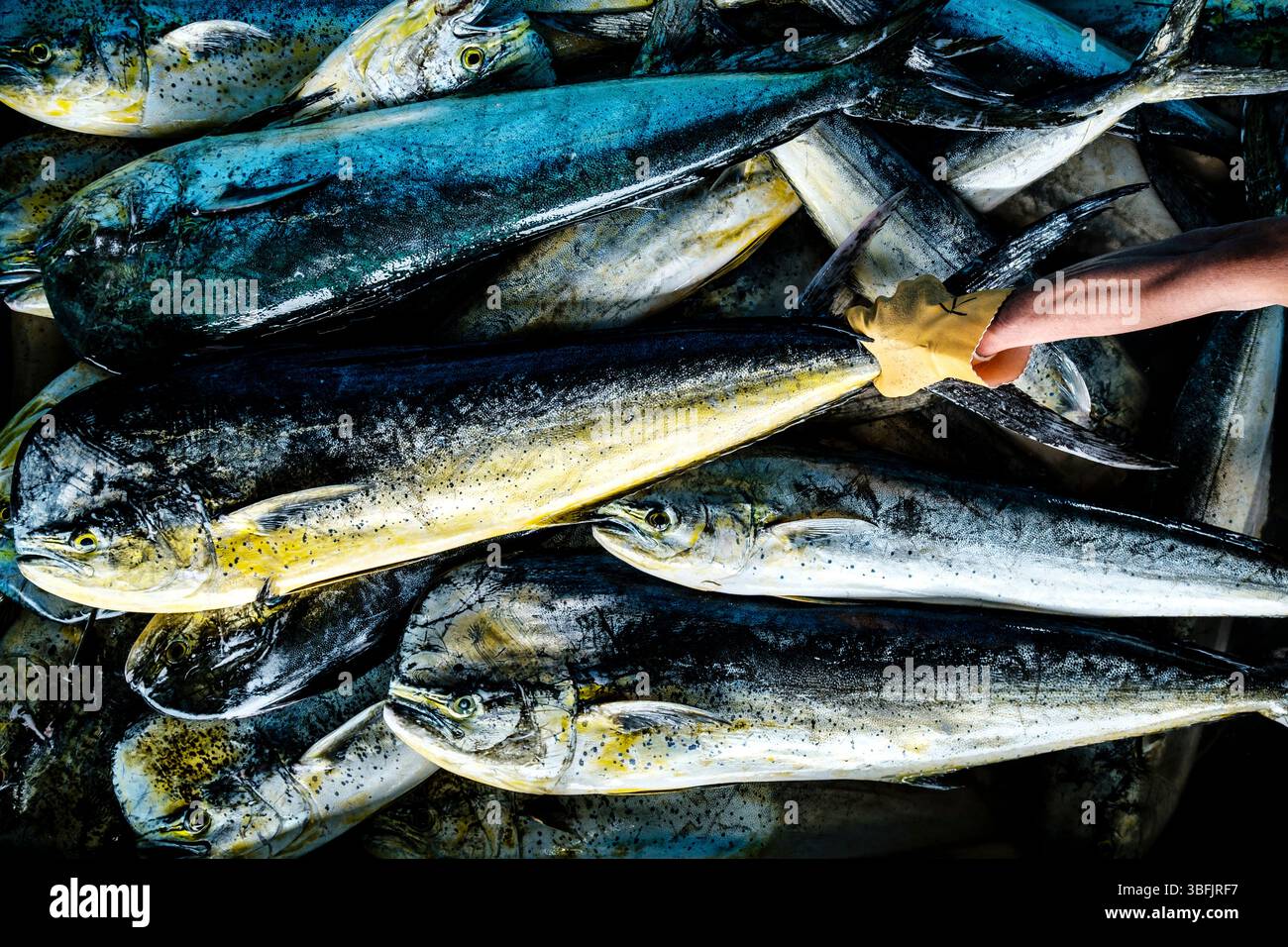 Mahi Mahi Dolphin fish at Japanese fish market Stock Photo - Alamy