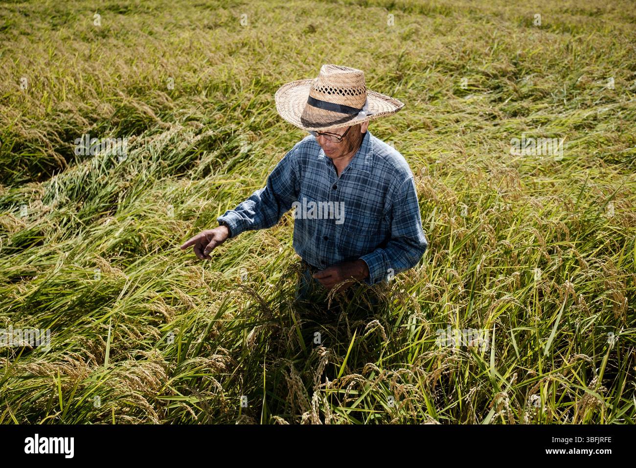 Japanese farmer examines Yamadanishiki sake rice growing in field Stock ...