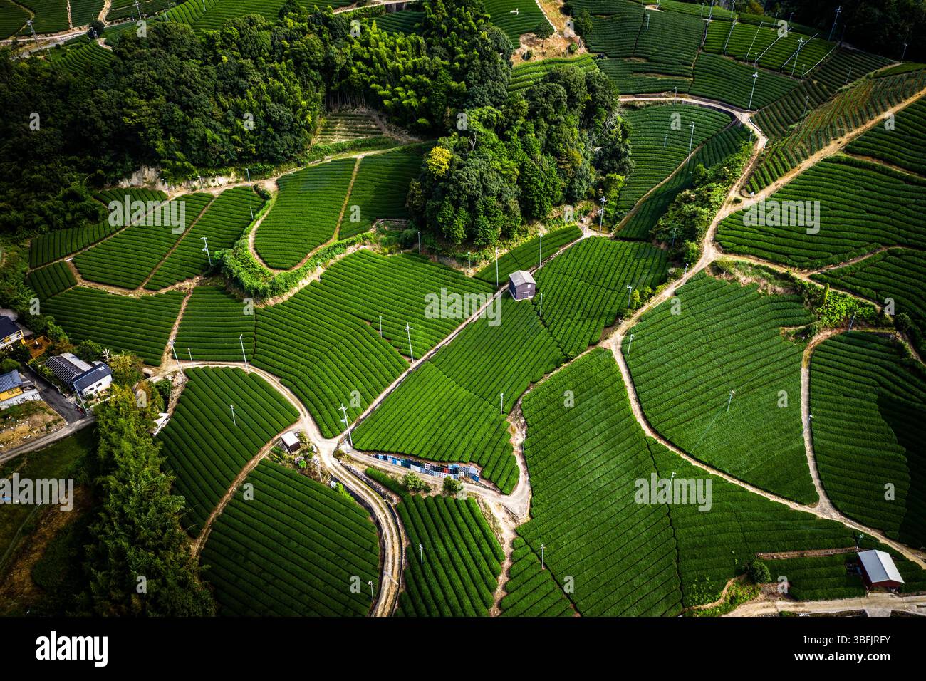 Aerial view rows tea hi-res stock photography and images - Alamy