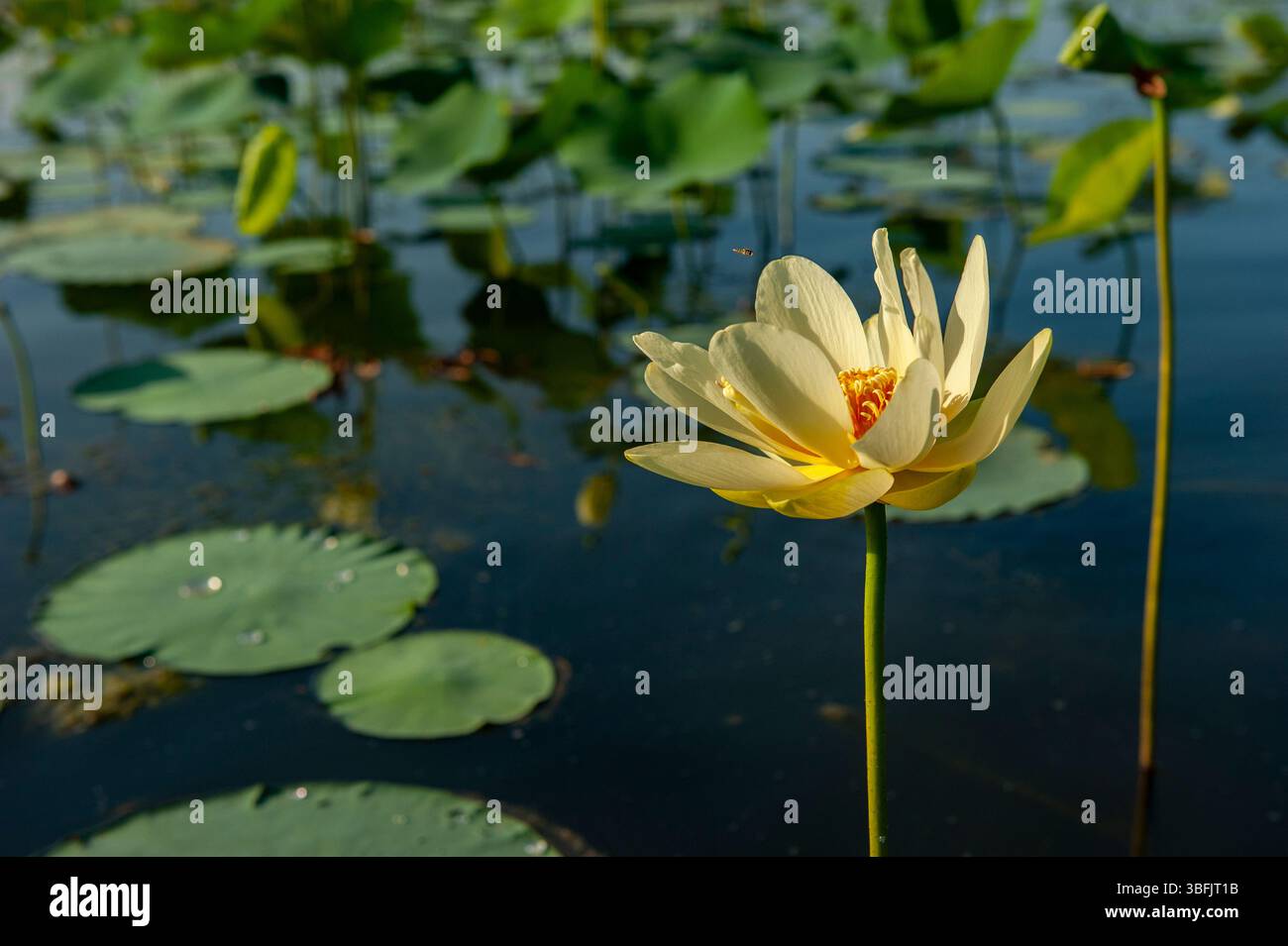 American lotus flower, Nelumbo lutea in water Stock Photo - Alamy