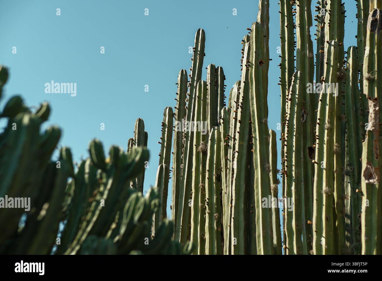 Organo de cactus hi-res stock photography and images - Alamy