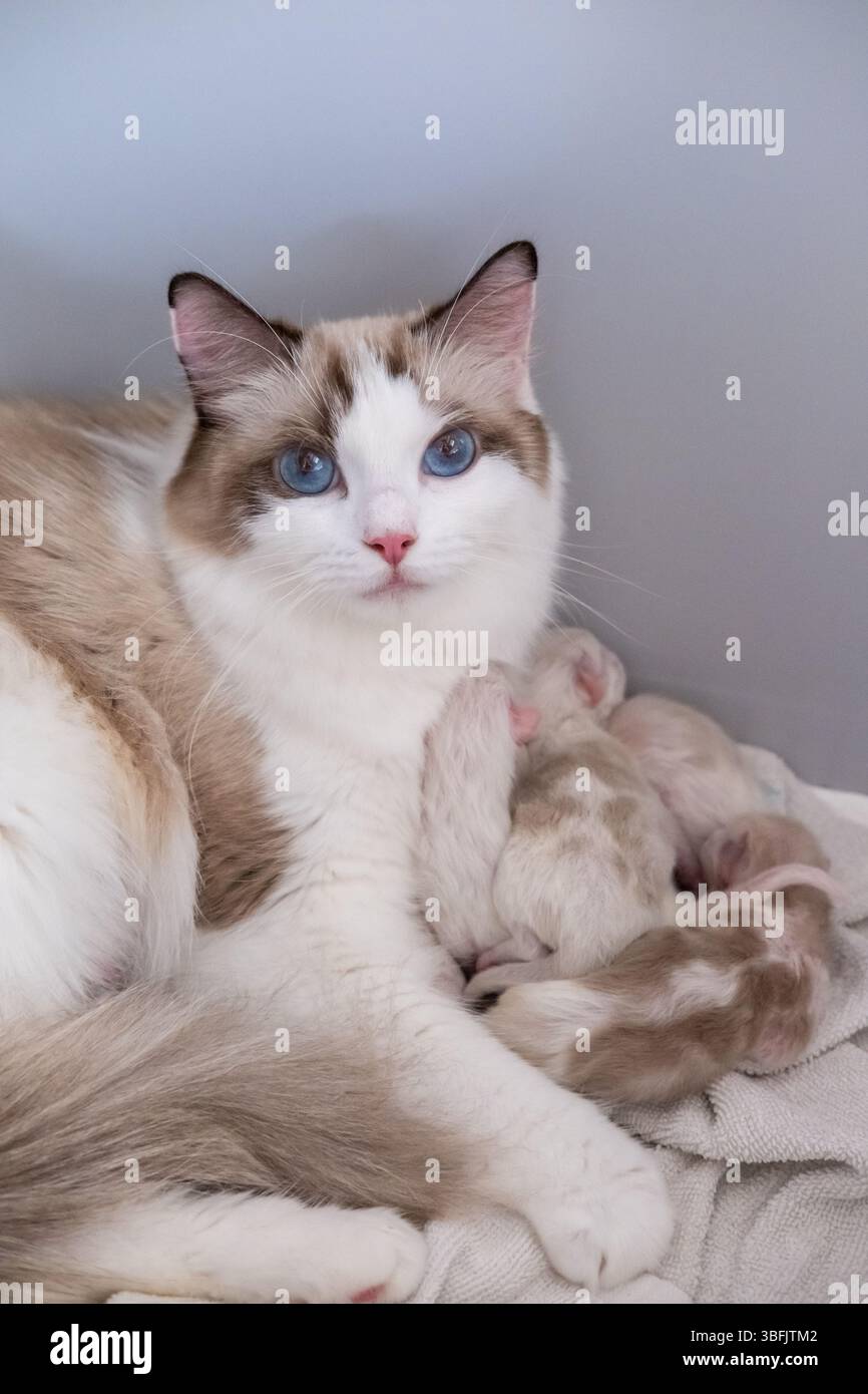 Five Newborn Ragdoll kittens feeding from their mother Stock Photo - Alamy