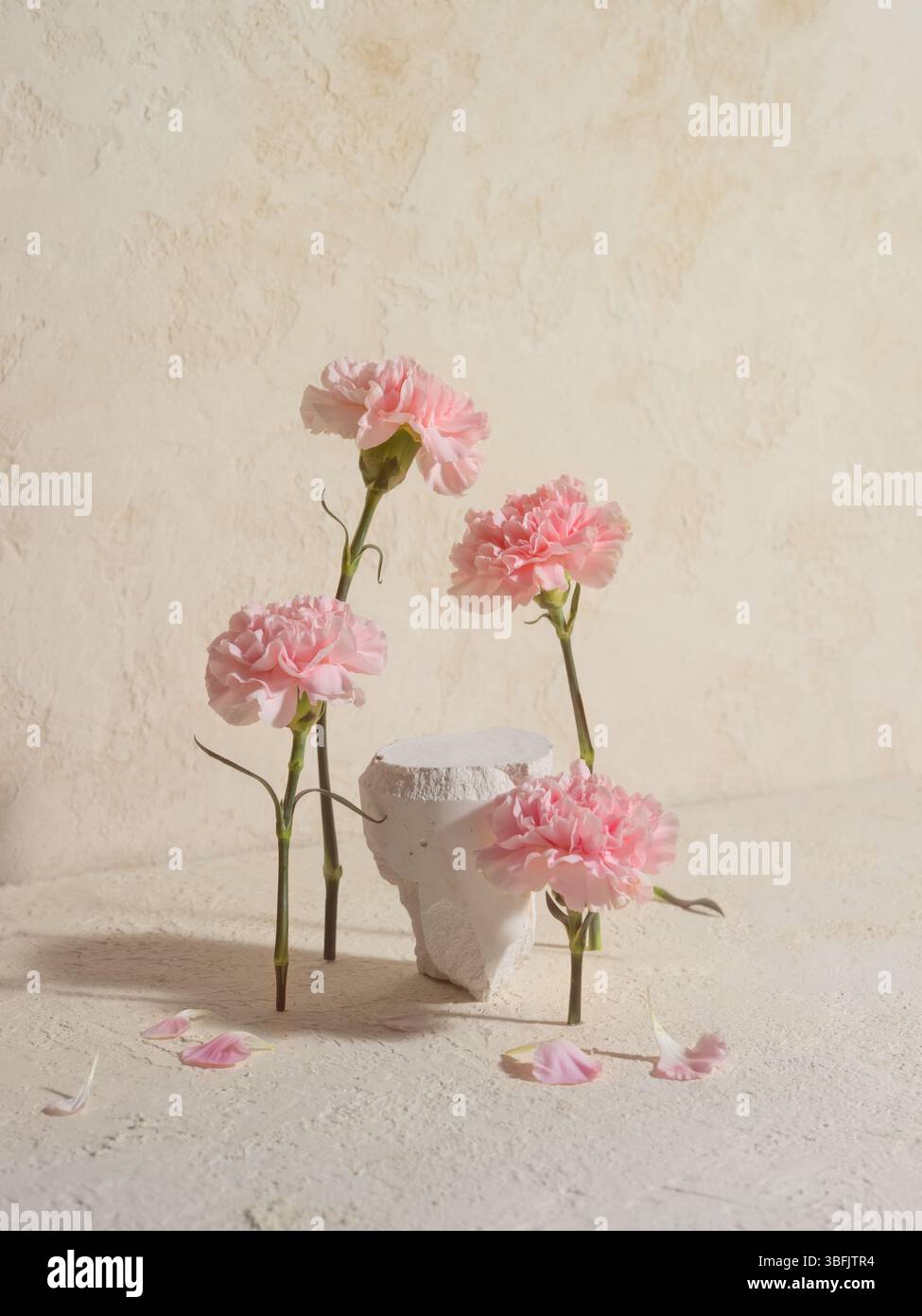 Artistic Composition Featuring Pale Pink Carnations Stock Photo - Alamy