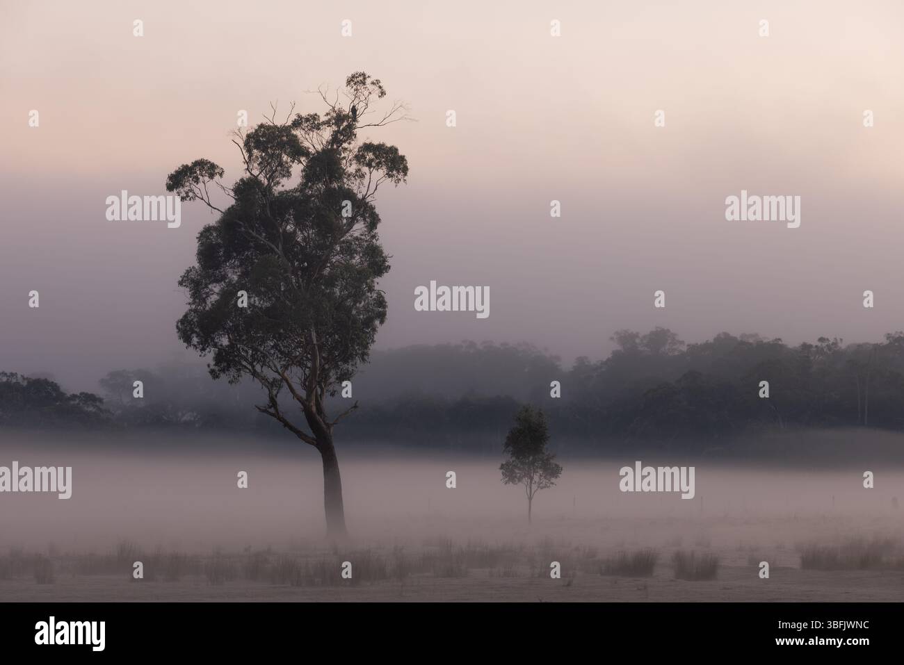 Fog covering Australian rural landscape at pink sunrise Stock Photo - Alamy