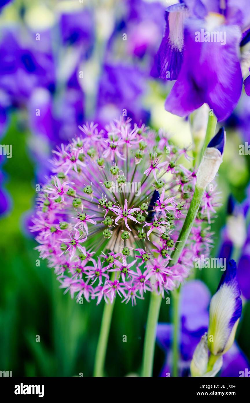 Blue onion flower hi-res stock photography and images - Alamy