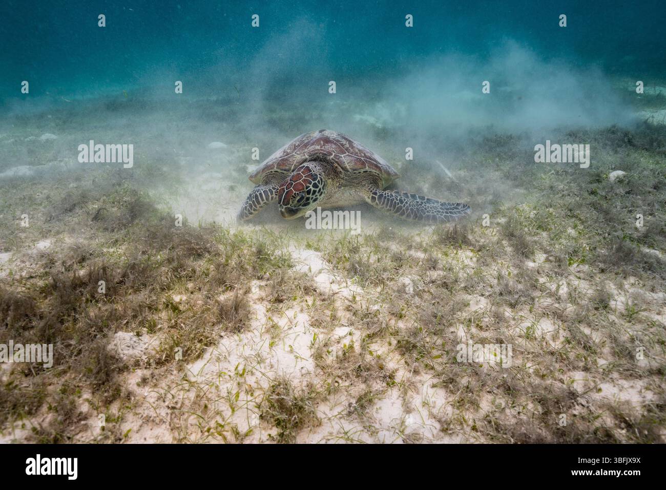 Green sea turtle foraging in a shallow lagoon in Raja Ampat Stock Photo ...