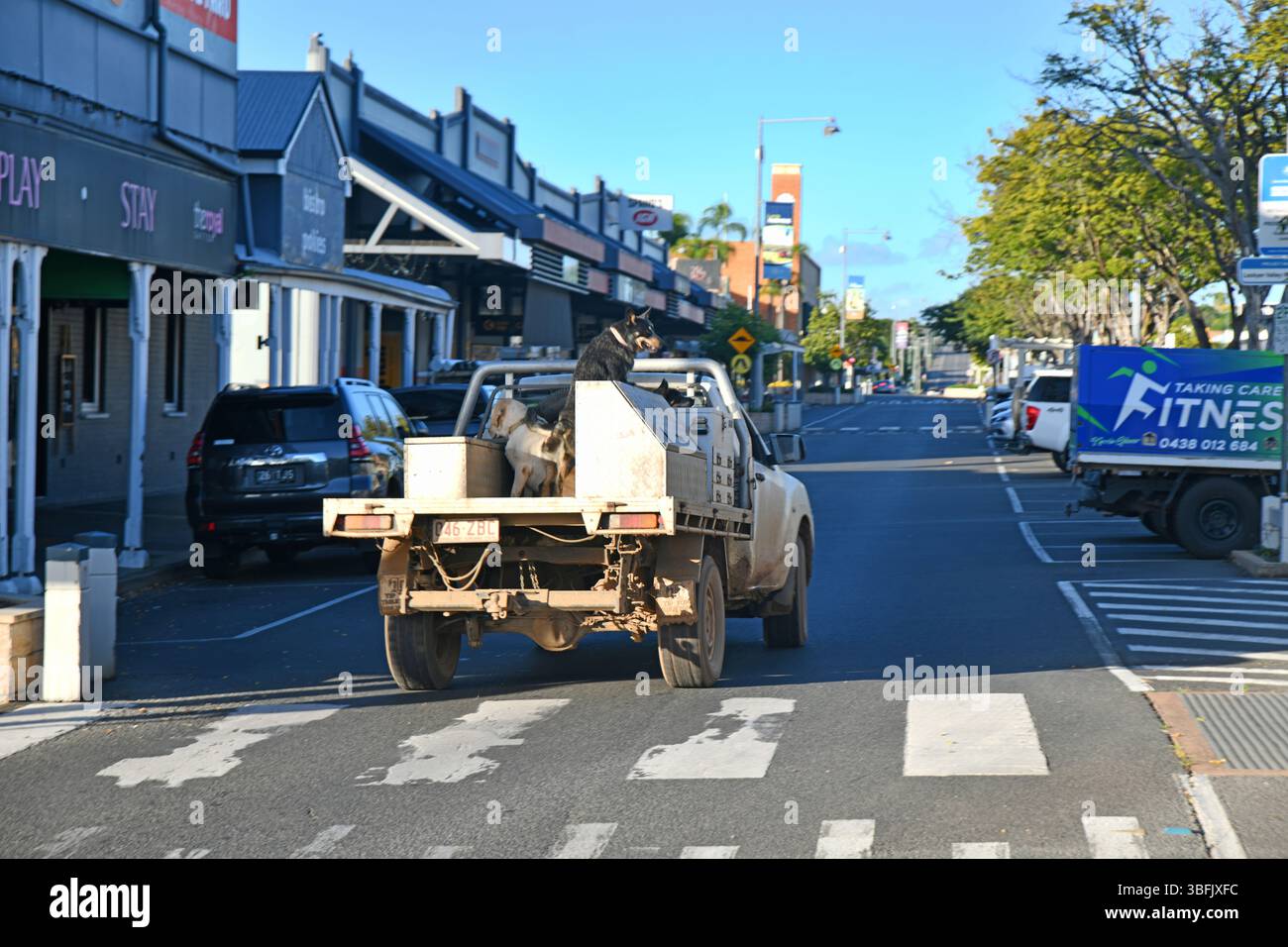 GATTON, AUSTRALIA, MAY 1, 2025: Sheep dogs on the back of a ute take in ...