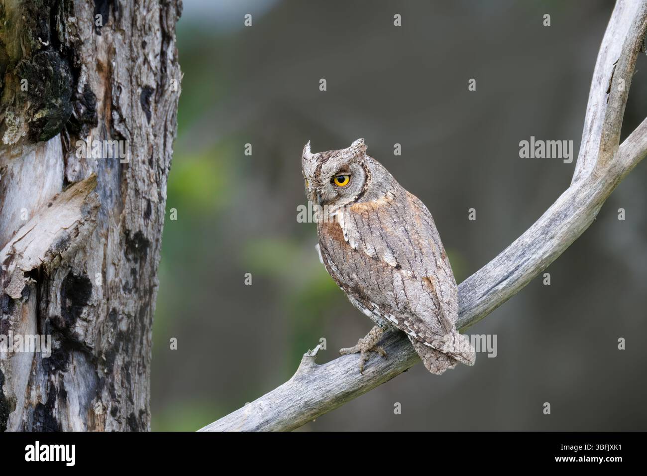 European scops owl on hi-res stock photography and images - Alamy