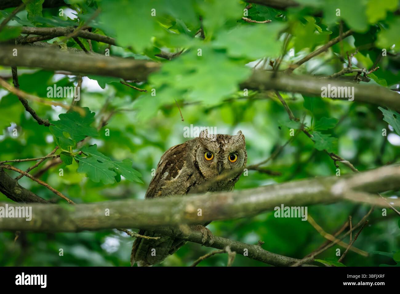 European scops owl on hi-res stock photography and images - Alamy