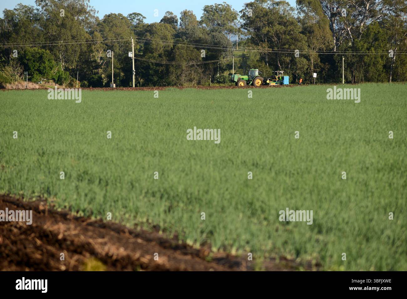 GATTON, AUSTRALIA, MAY 1, 2025: A team of people harvest a crop next to ...