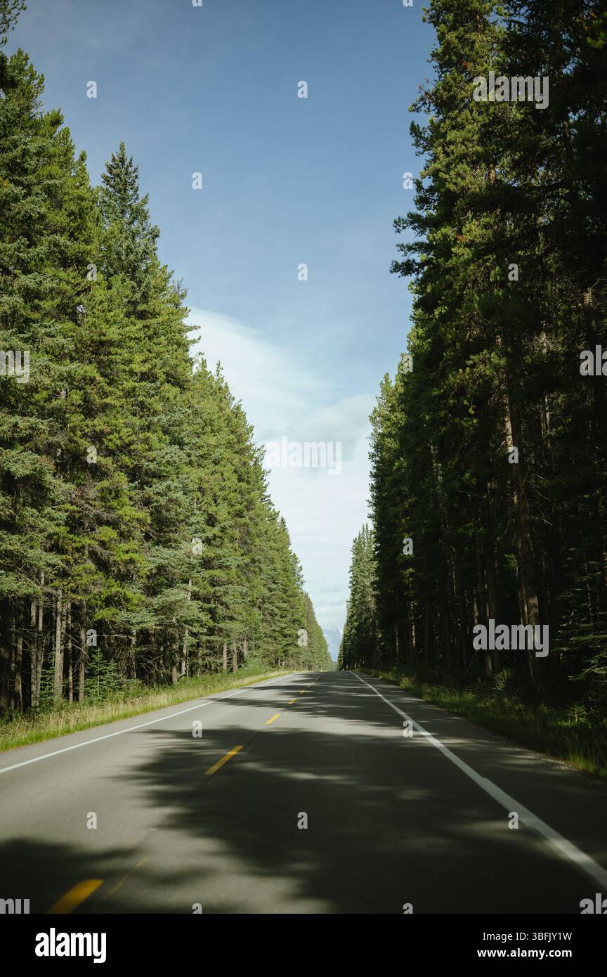 Scenic drive with pine tree lines on road to Banff National Park Stock ...