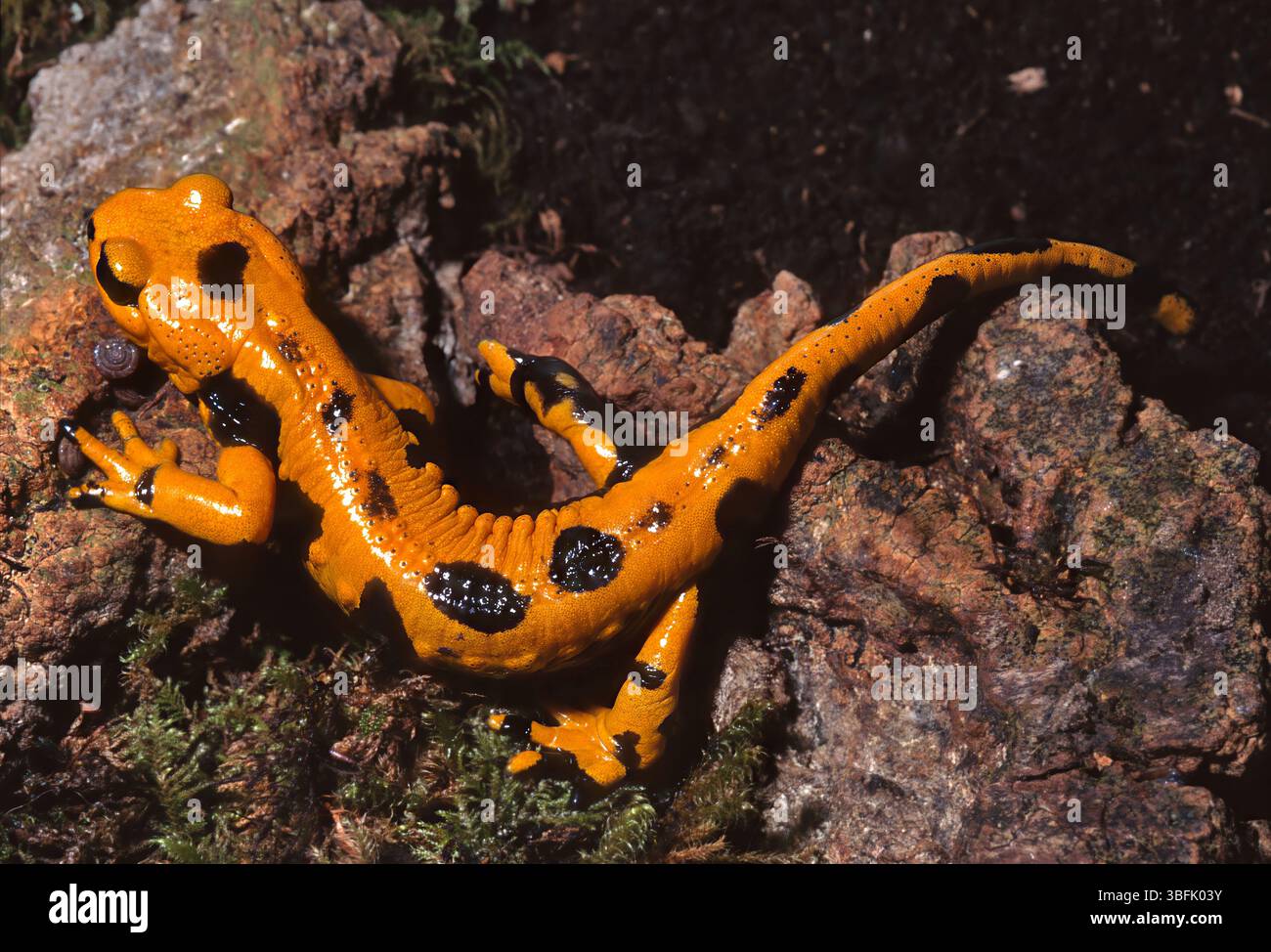 Italian fire salamander., Salamandra salamandra gigliolii ...