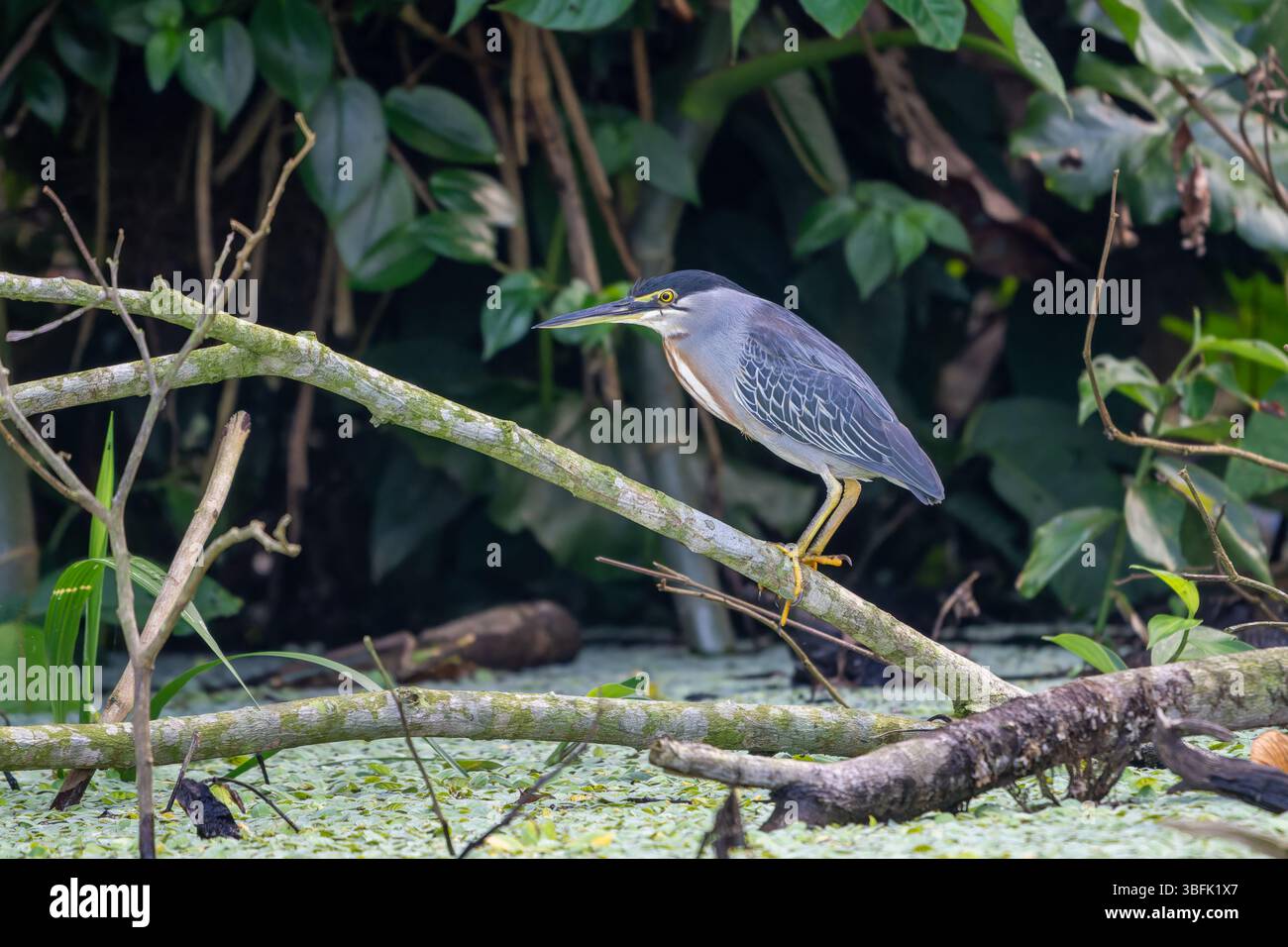 Butorides striata amazonia hi-res stock photography and images - Alamy