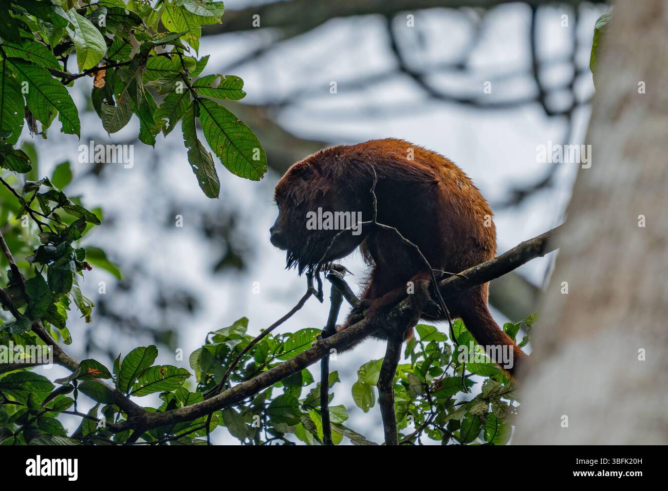 A Red Howler Monkey, Alouatta seniculus in a tree in the Napo Wildlife ...