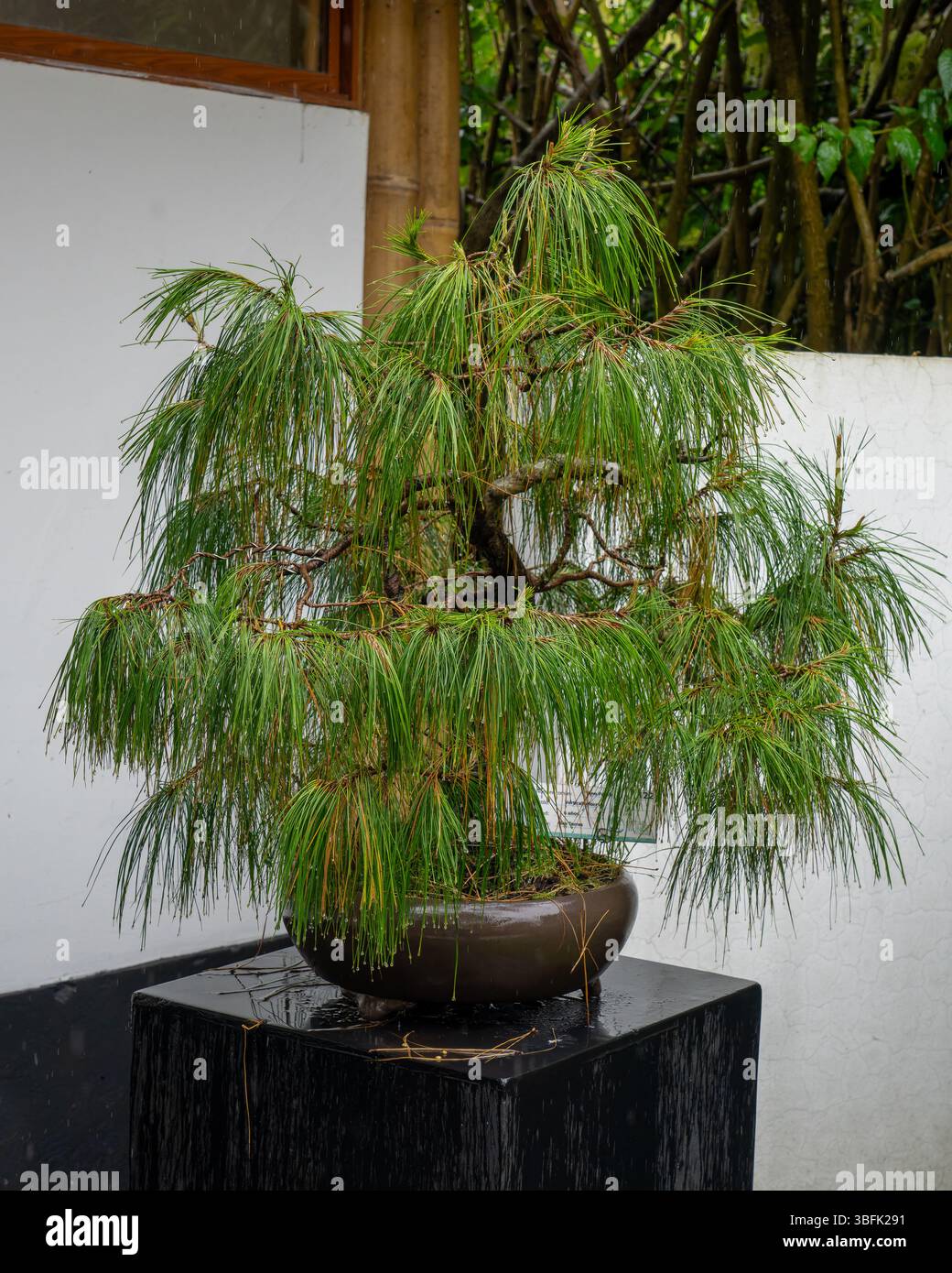 An informal upright bonsai style pine tree in the Bonsai Museum in the ...