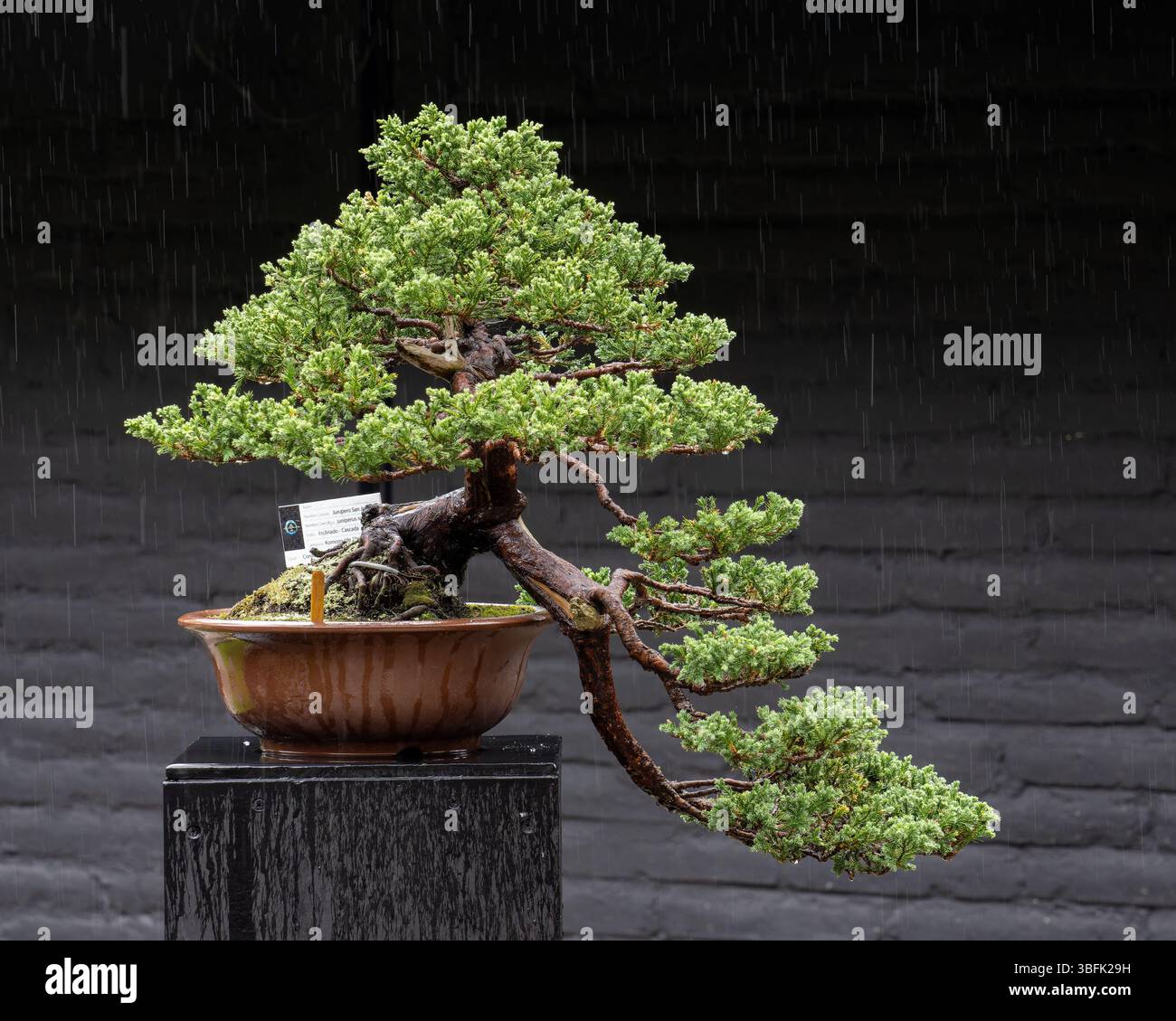 A cascade bonsai style juniper tree in the Bonsai Museum in the Quito ...