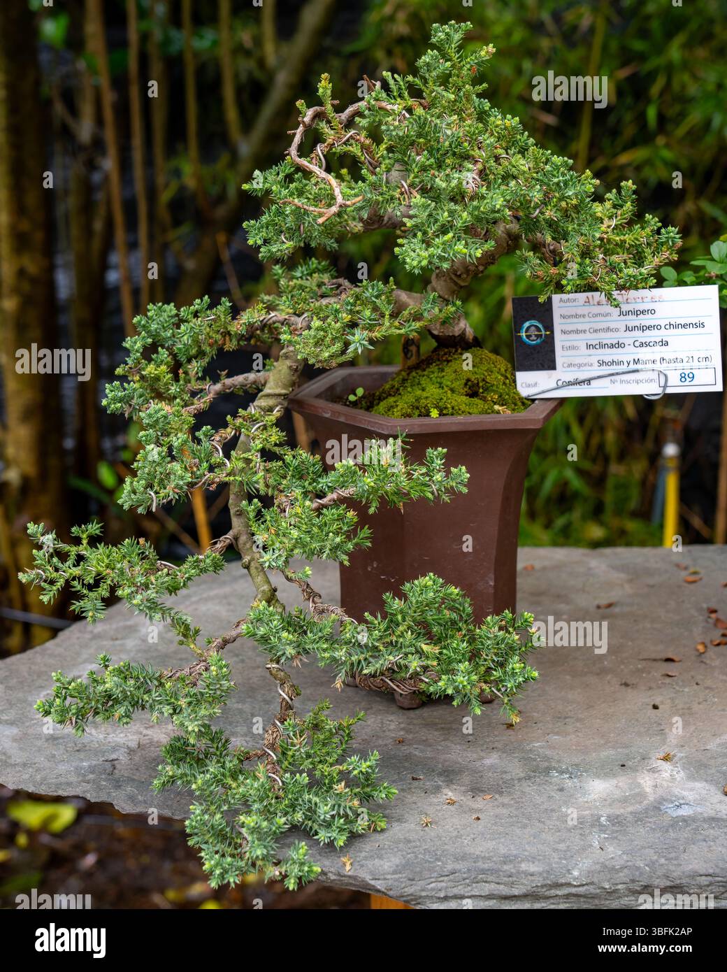 A cascade bonsai style juniper tree in the Bonsai Museum in the Quito ...