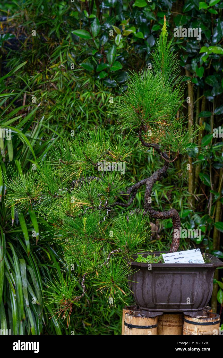 An informal upright bonsai style pine tree in the Bonsai Museum in the ...