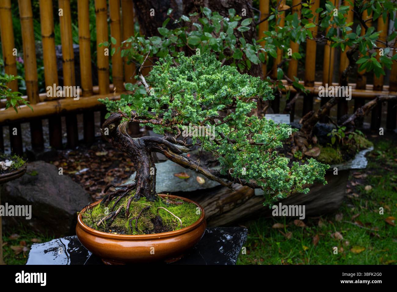 A semi-cascade bonsai style juniper tree in the Bonsai Museum in the ...
