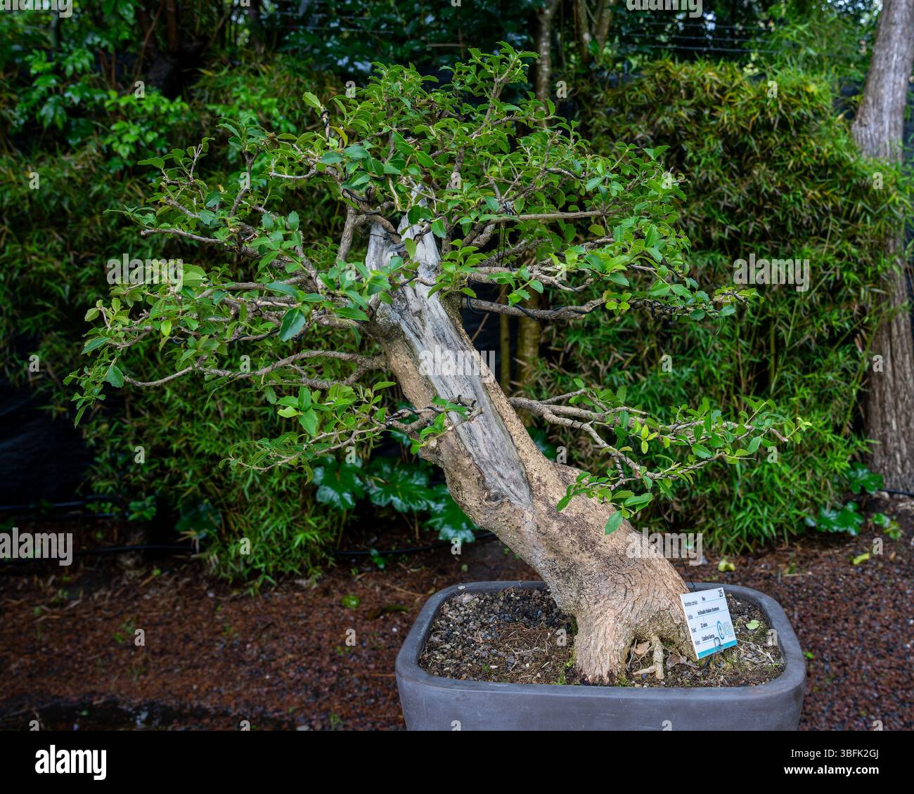 A slanting bonsai style holly tree in the Bonsai Museum in the Quito ...