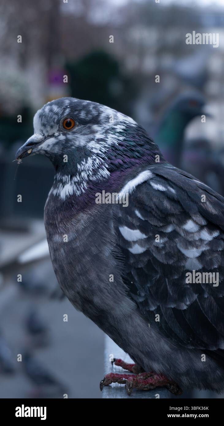 Grey pigeon in Paris Stock Photo - Alamy