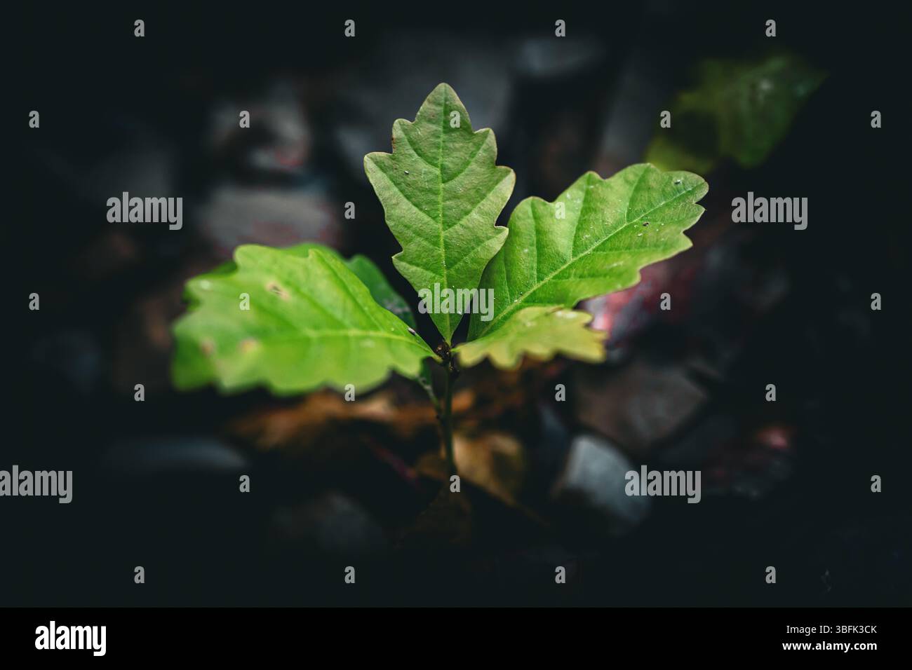 Small oak sapling emerging through forest floor. Young growth showing ...