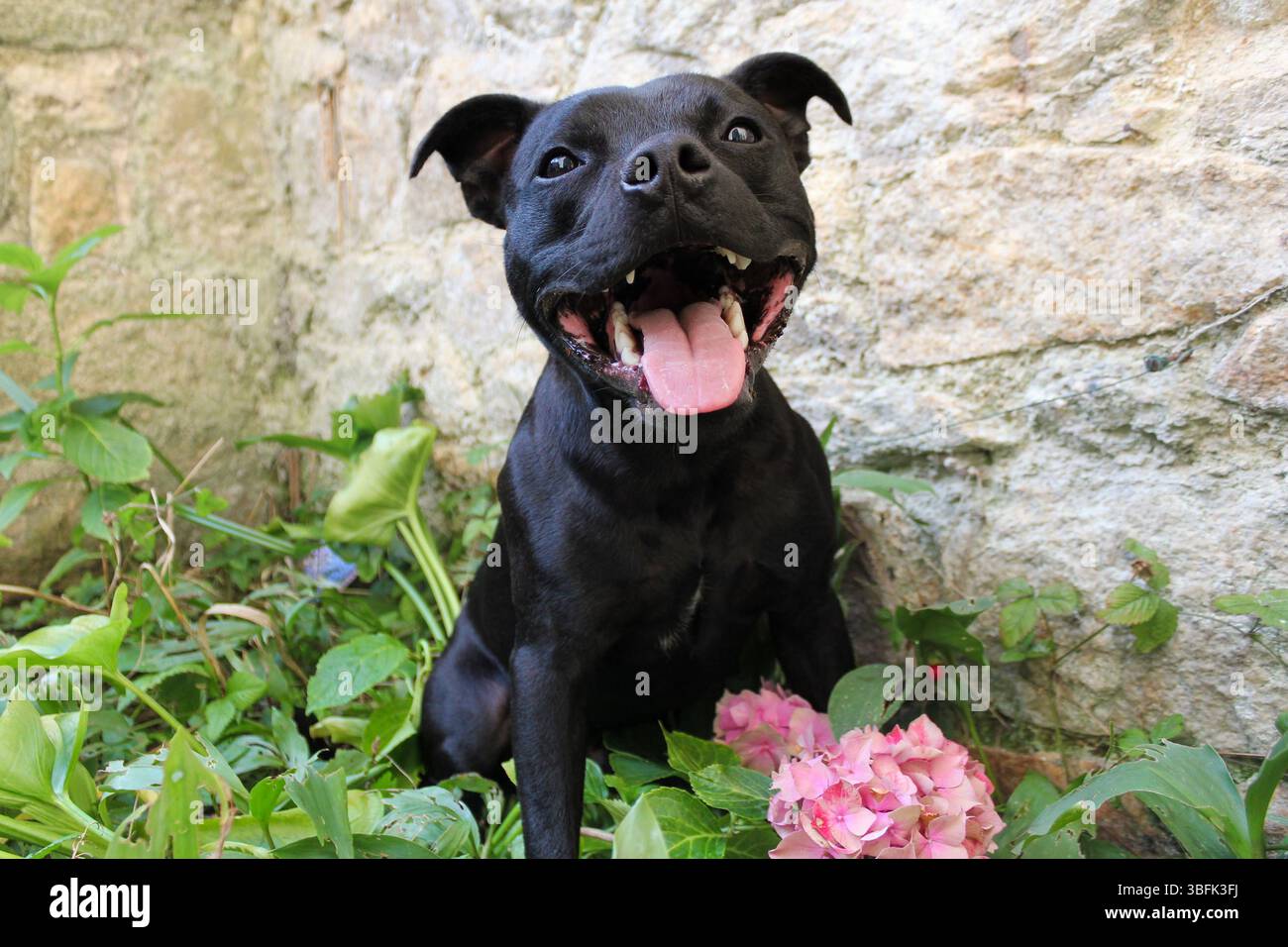 Ami flower hi-res stock photography and images - Alamy