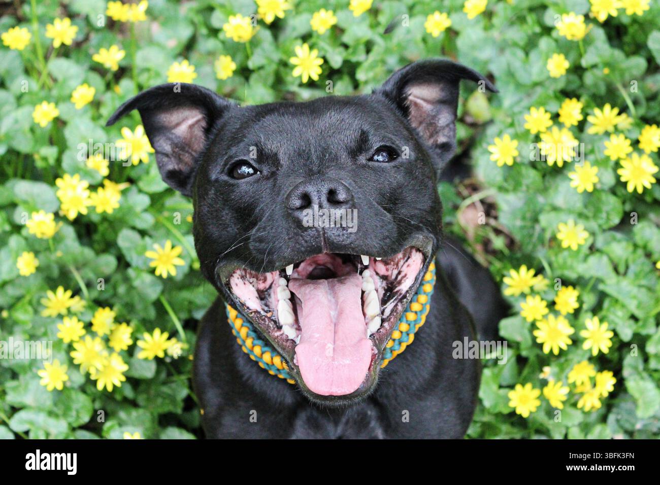 Dog in flowers hi-res stock photography and images - Alamy